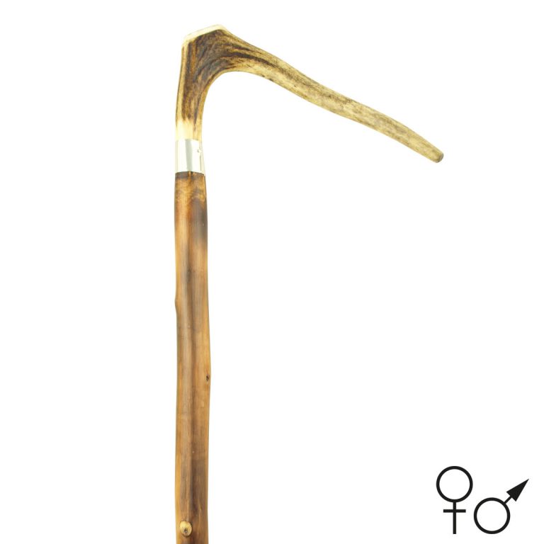 Augsprosse auf Kastanie – Viehmeyer